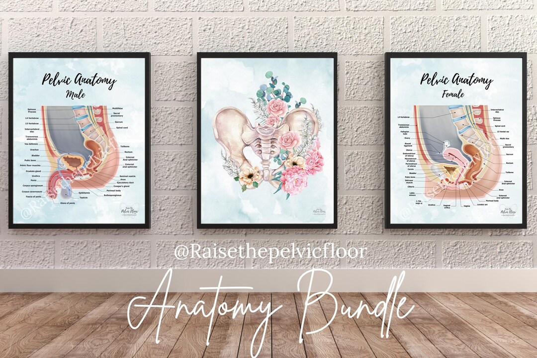 Pelvic Floor Anatomy Male and Female Medical Art Poster Bundle for ...