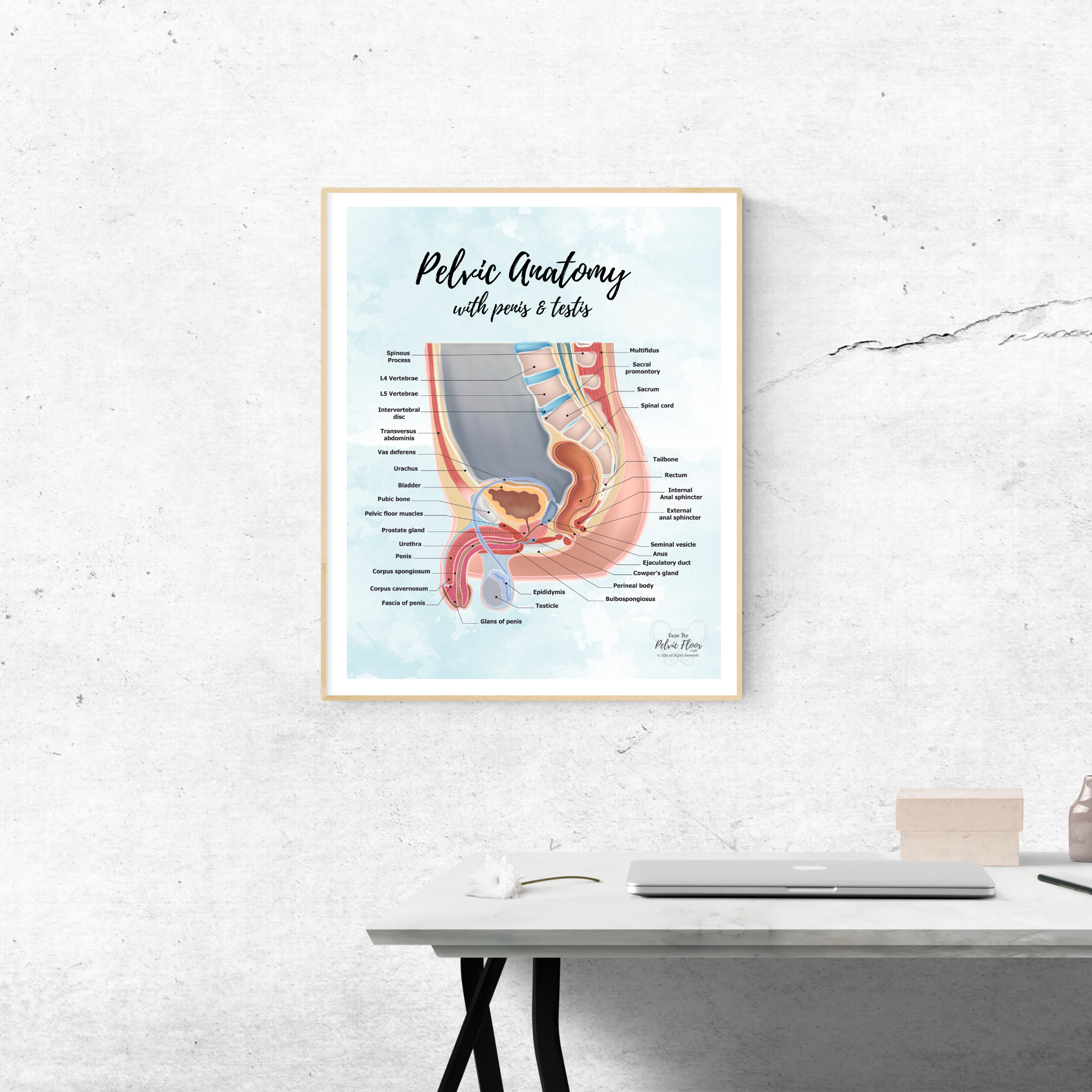 Pelvic Anatomy Poster Art Print- Gender Sensitive | Educational Artwork ...