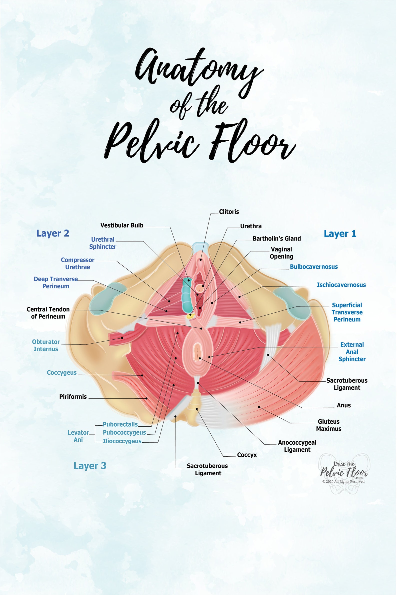 Anatomy Of The Pelvic Floor Art Poster Print Etsy