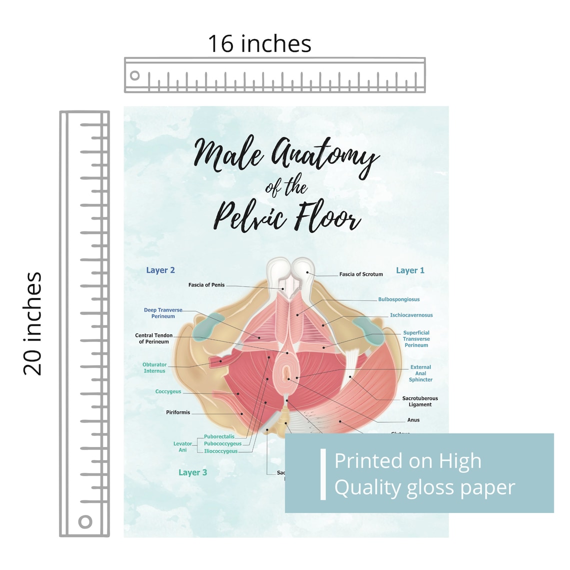 Male Pelvic Floor Muscle Hip Poster Art| Caudal View | Medical Office ...