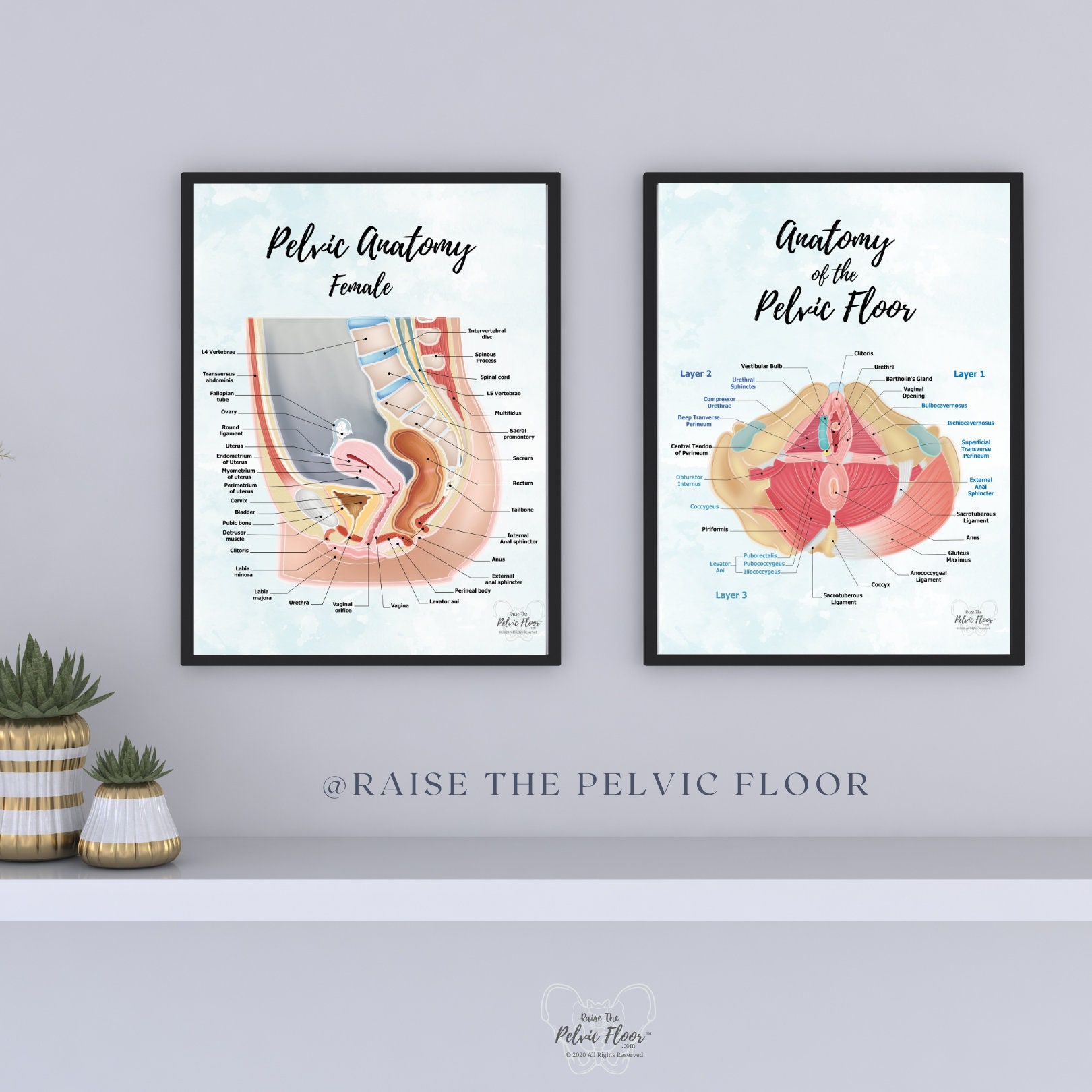 Set of 2- Pelvic Floor Muscle Anatomy and Pelvic Health Art for Medical ...