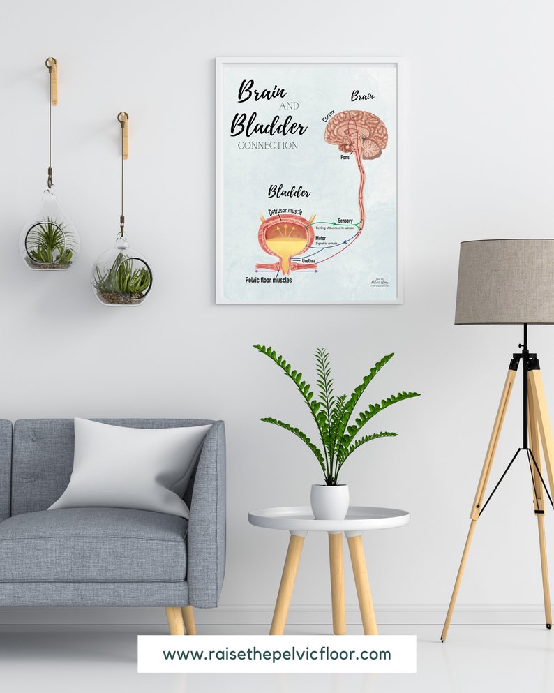 Brain and Bladder Educational Poster | Wall Art | Physiology of ...