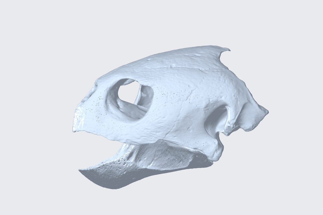 Loggerhead Turtle Skull STL File | Real Turtle Skull 3D Scan | Skull ...