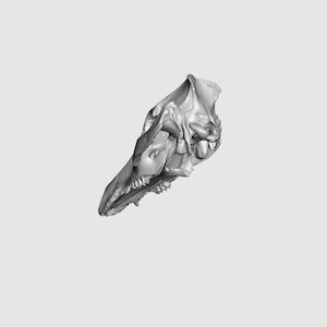 Boar Skull STL File Real Boar Skull 3D Scan 3D Printing Pig Skull 3D ...