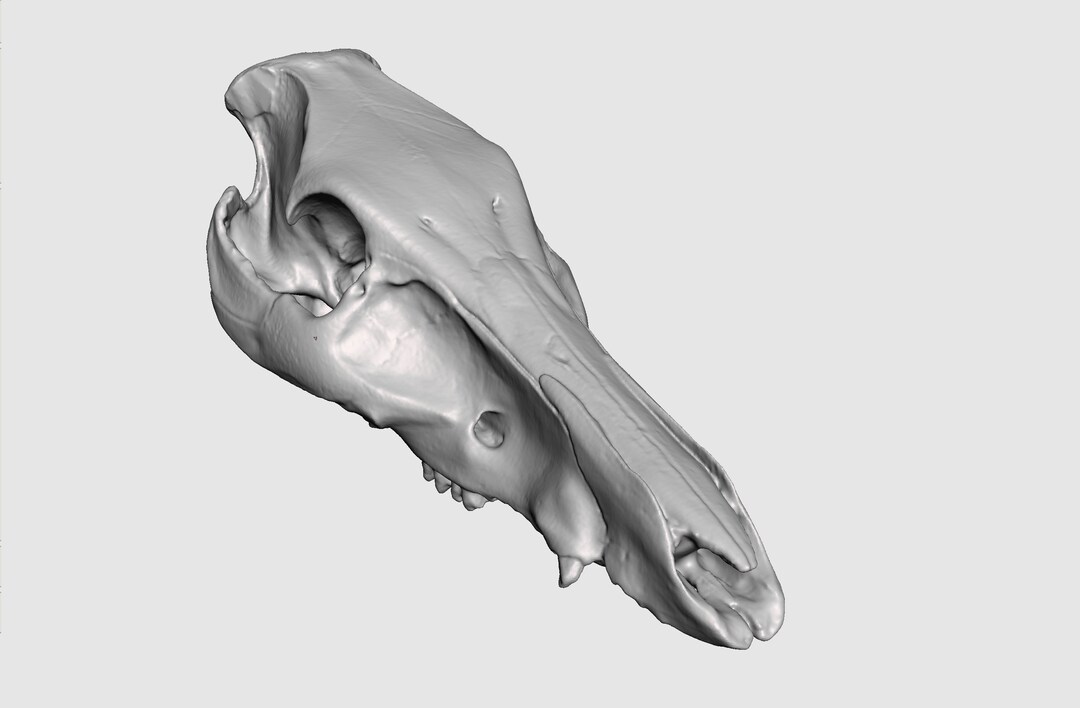 Boar Skull STL File | Real Boar Skull 3D Scan | 3D Printing | Pig Skull ...