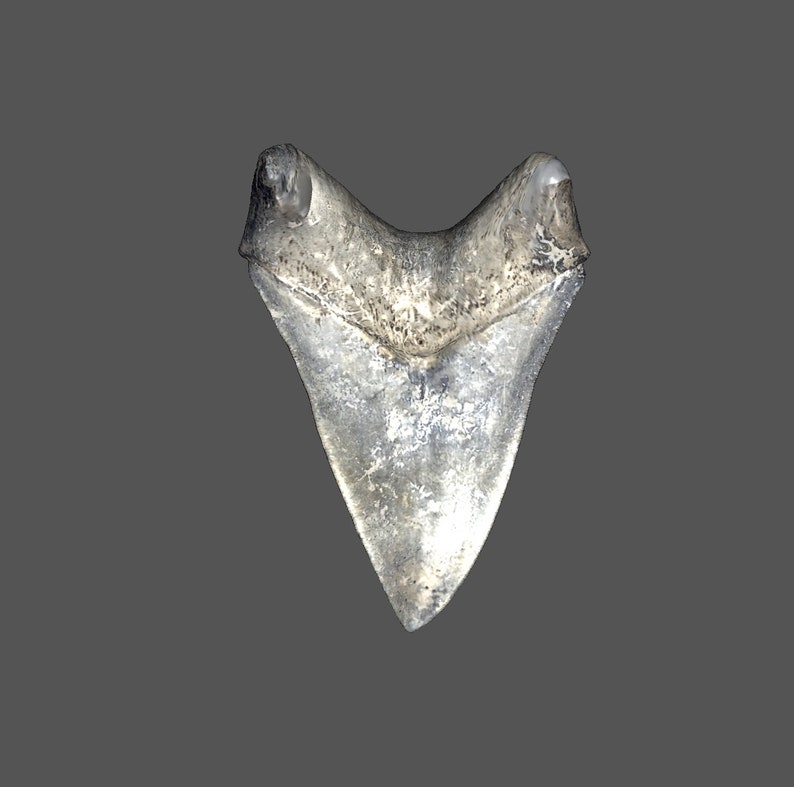 Megalodon Shark Tooth STL File Real Prehistoric Shark Tooth - Etsy