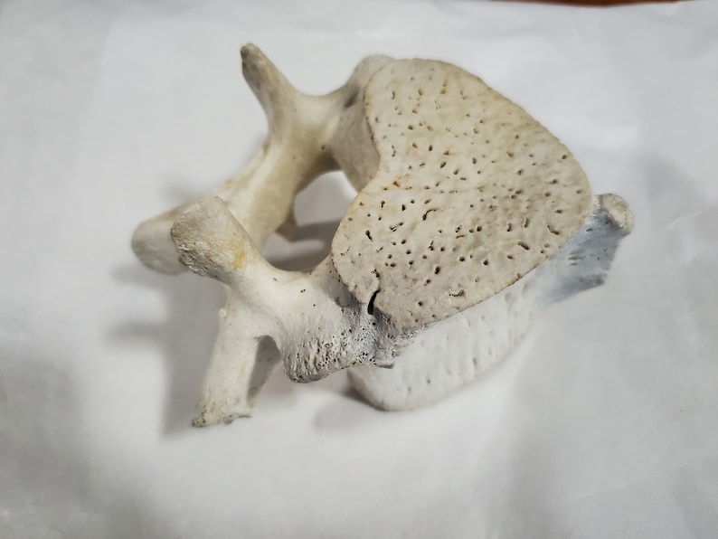 Manatee Vertebrae STL File Manatee Vertebrae 3D Scan 3D - Etsy