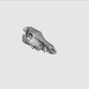 Boar Skull STL File | Real Boar Skull 3D Scan | 3D Printing | Pig Skull ...