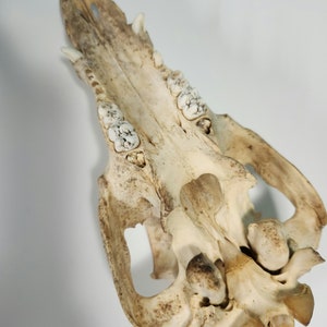 Boar Skull STL File | Real Boar Skull 3D Scan | 3D Printing | Pig Skull ...