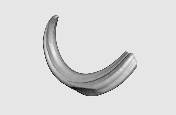 Boar Tusk STL File Real Boar Tusk 3D Scan Tusk STL File - Etsy