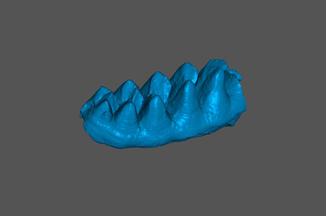 Mastodon Tooth STL File | Real Mastodon Tooth 3D Scan | 3D Printing ...