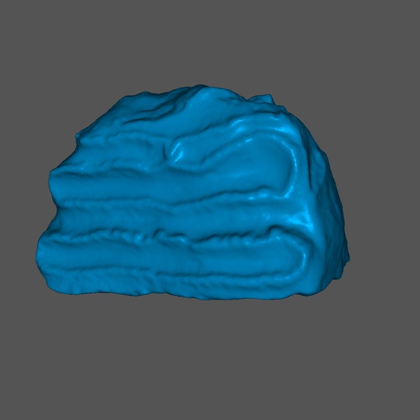Dinosaur Fossil 3d Print Files - Etsy