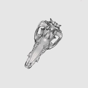 Boar Skull STL File Real Boar Skull 3D Scan 3D Printing Pig Skull 3D ...