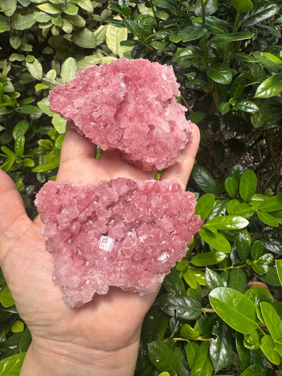 Pink Halite Crystal Specimen - California Pink Halite Cluster - Trona ...