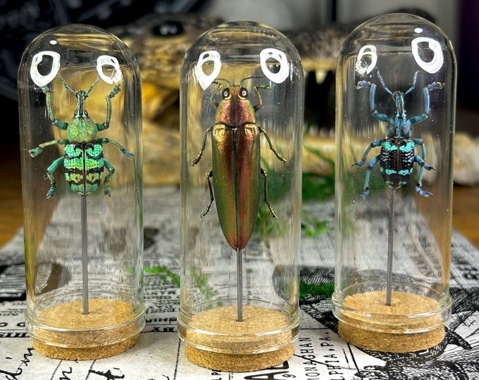 Small Insect Display - Glass Beetle Cloche - Curiosity Cabinet - Oddity ...