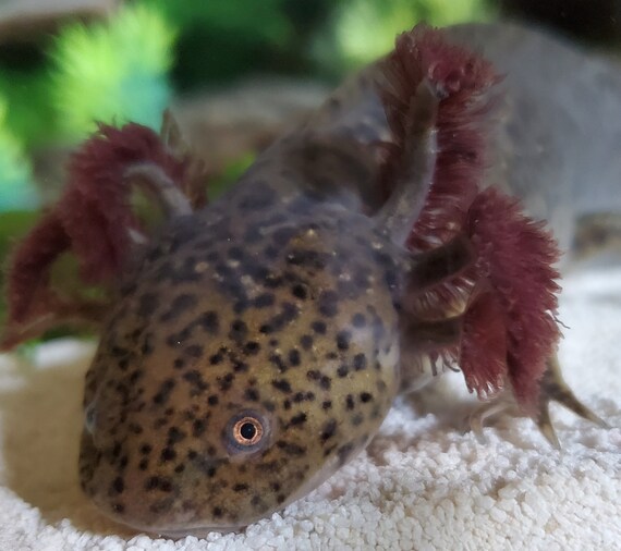 Wild Type Axolotl
