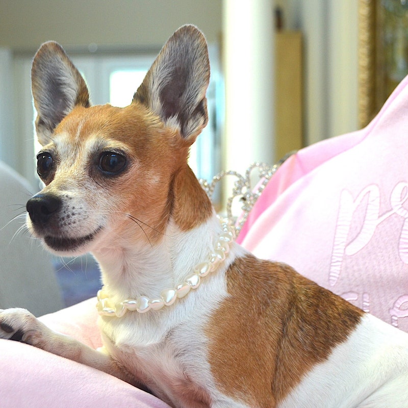 Jewelry for Dogs - Etsy