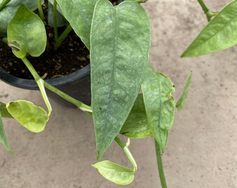 Blue Philodendron - Etsy