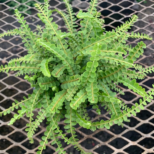 Button Fern - Etsy