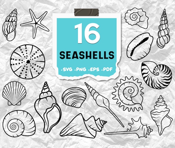 Schelp svg shell svg schelp clipart clam svg | Etsy Nederland
