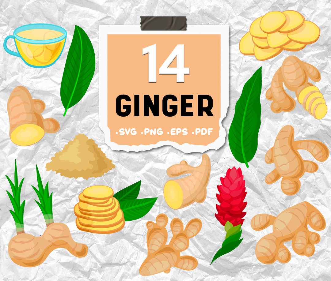 Ginger Svg,ginger PNG, Ginger Vector Clipart, Ginger Image, Ginger ...