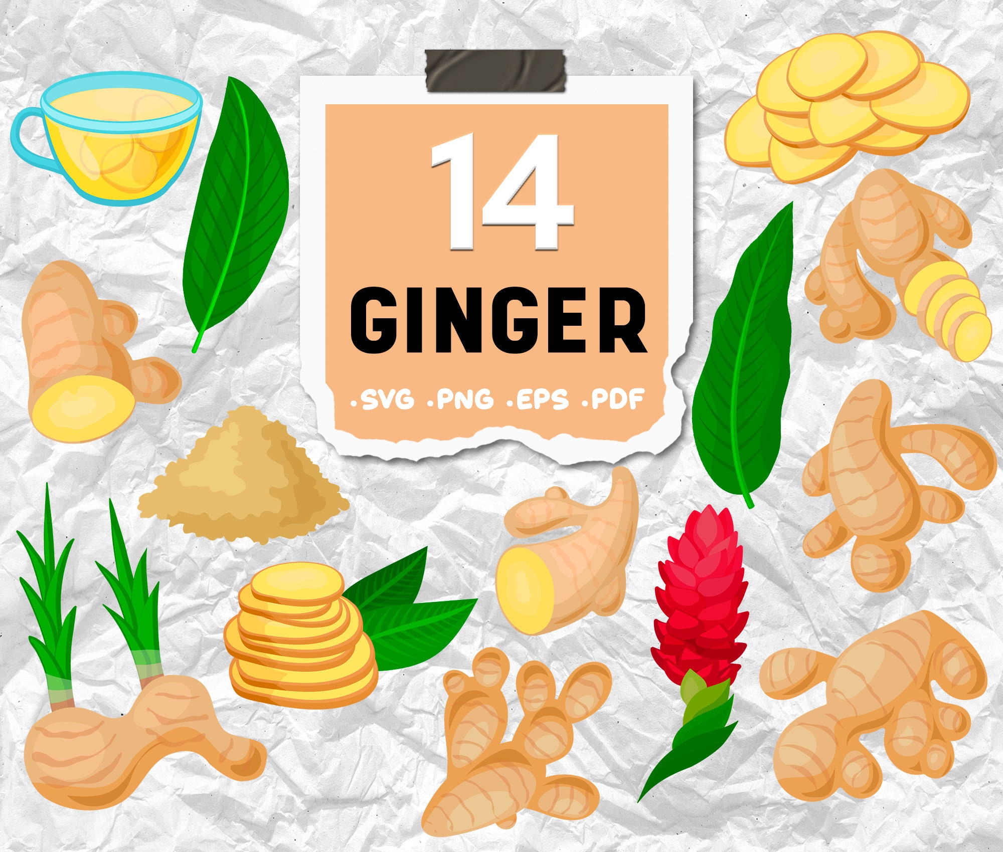 Ginger Svg,ginger PNG, Ginger Vector Clipart, Ginger Image, Ginger ...