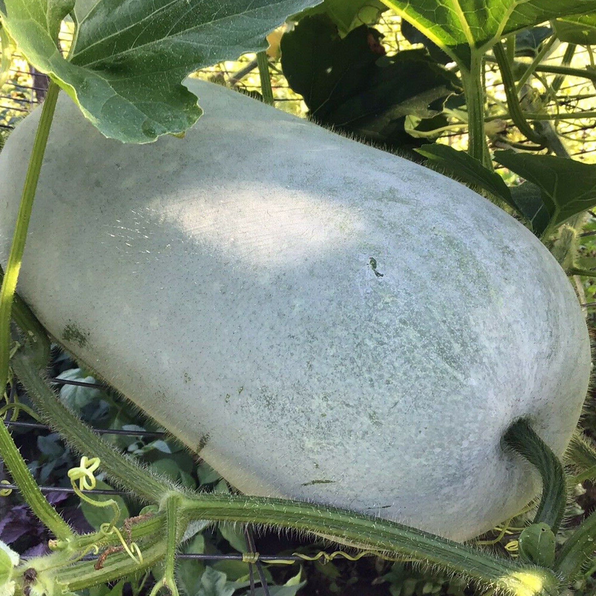 200 semillas Heirloom Winter Melons White Gourd ash gourd home | Etsy