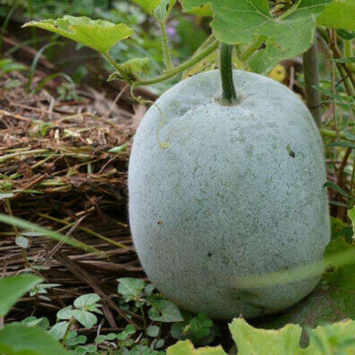 200 Seeds Heirloom Winter Melons White Gourd Ash Gourd Home | Etsy