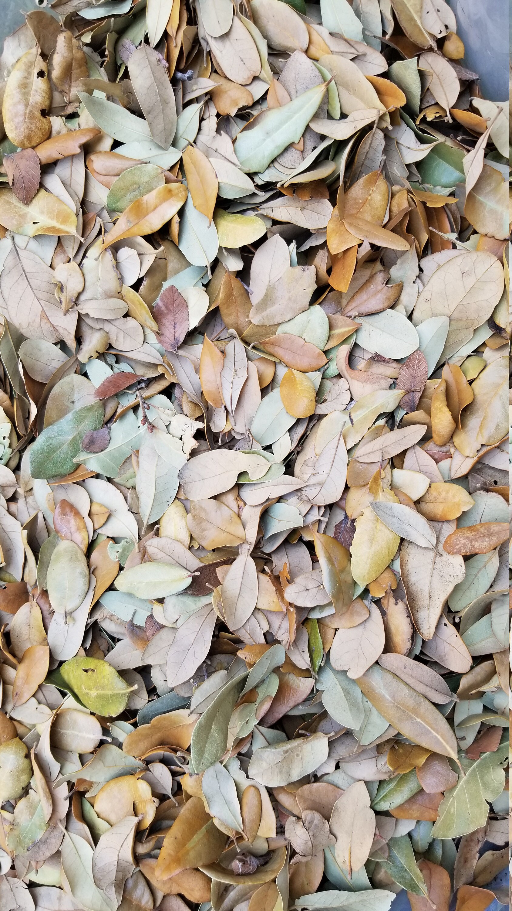 Live Oak Leaf Litter for Isopods and Bioactive Setups a Small - Etsy