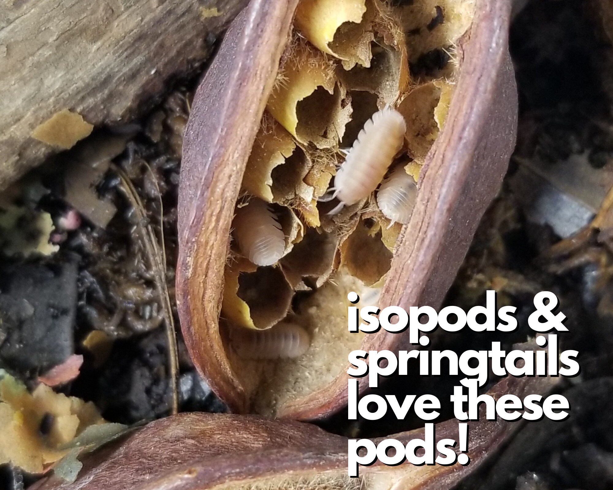 Bottle Tree Pods for Isopods and Bioactive Habitats a Natural - Etsy