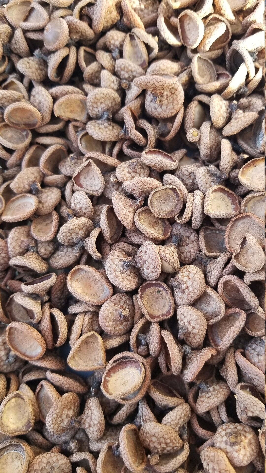 Tiny Acorn Caps Isopod Toys Mini Homes for Micro Fauna and - Etsy