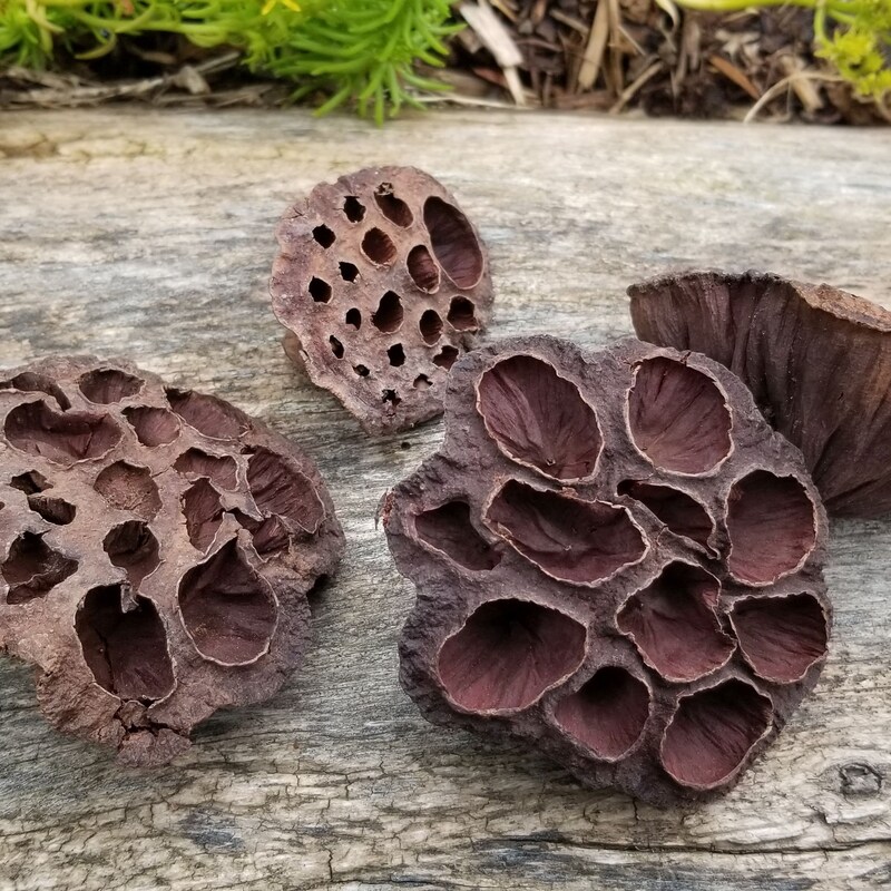 Lotus Pods - Etsy
