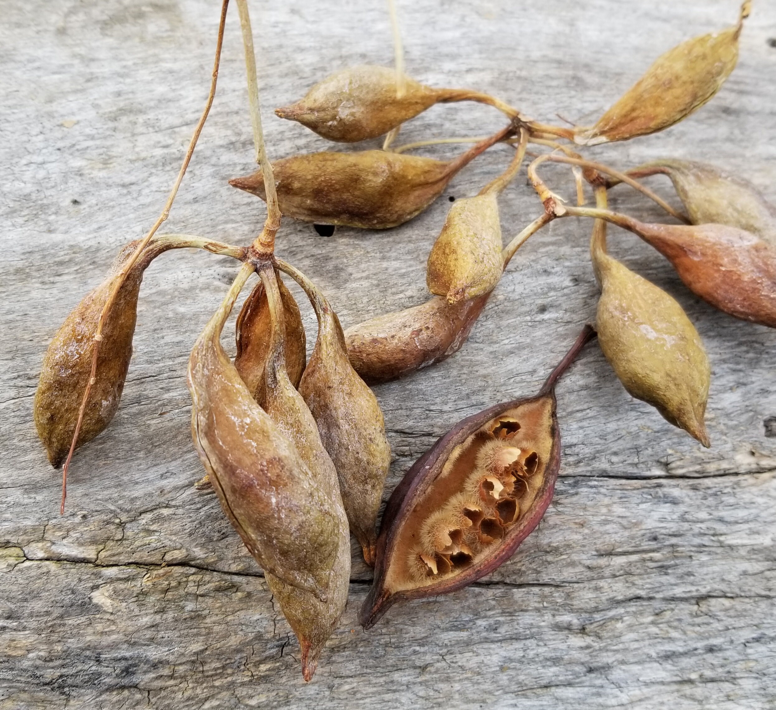Bottle Tree Pods for Isopods and Bioactive Habitats a Natural - Etsy