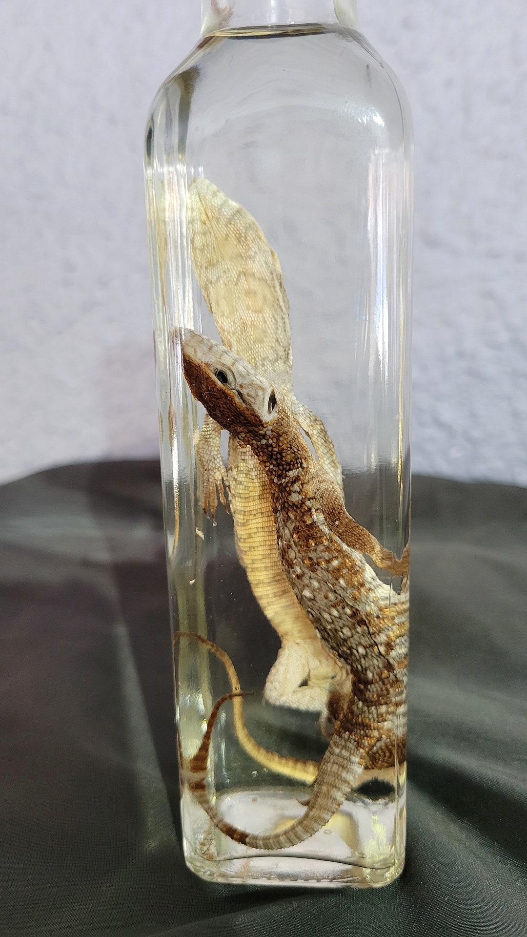 Wet Baby Lizards Specimen, Two Small Savanah Monitors Preserved in ...