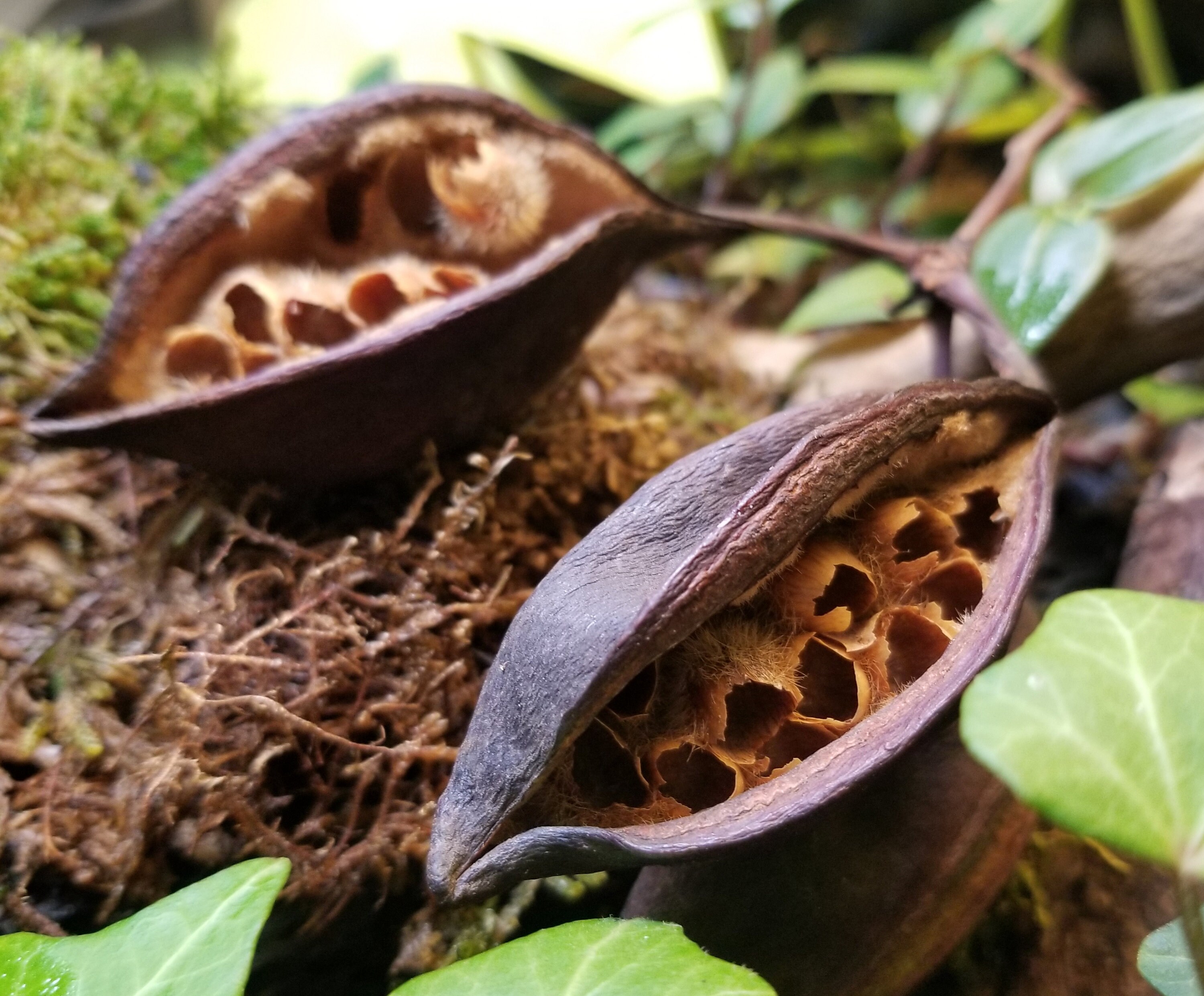 Bottle Tree Pods for Isopods and Bioactive Habitats a Natural - Etsy