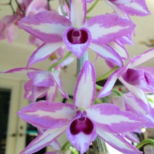 Orchid Live Dendrobium Mini Snow Flake Potted | Etsy