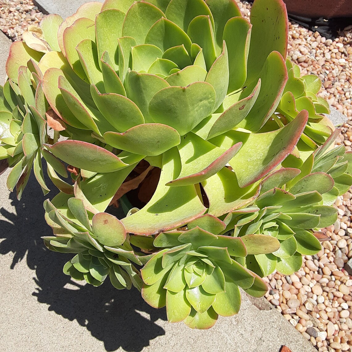 Irish Rose Succulents Assorted Sizes | Etsy
