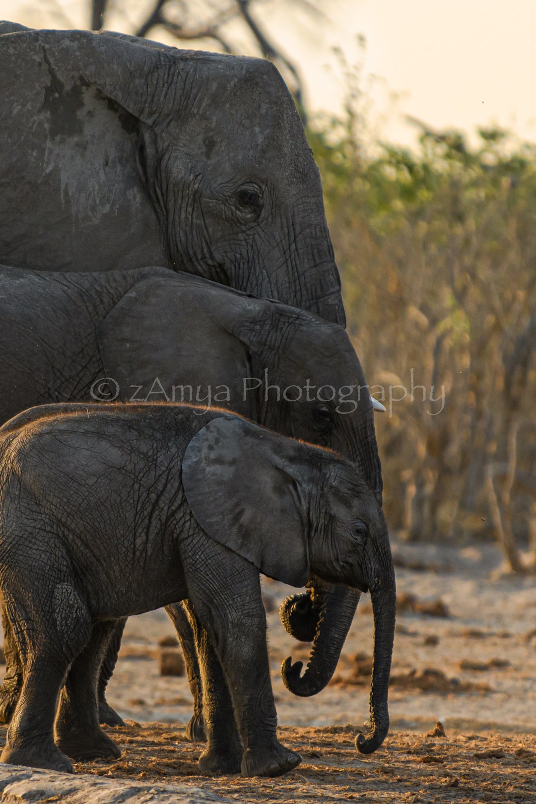 Elephant Family Portrait, African Animal Photography, Wall Decor - Etsy UK