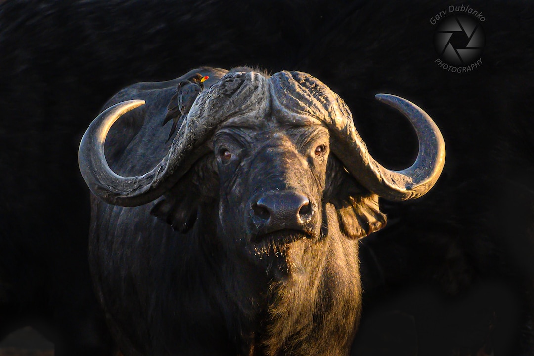 African Buffalo Print, Big Five Safari Wall Art, Buffalo Portrait - Etsy