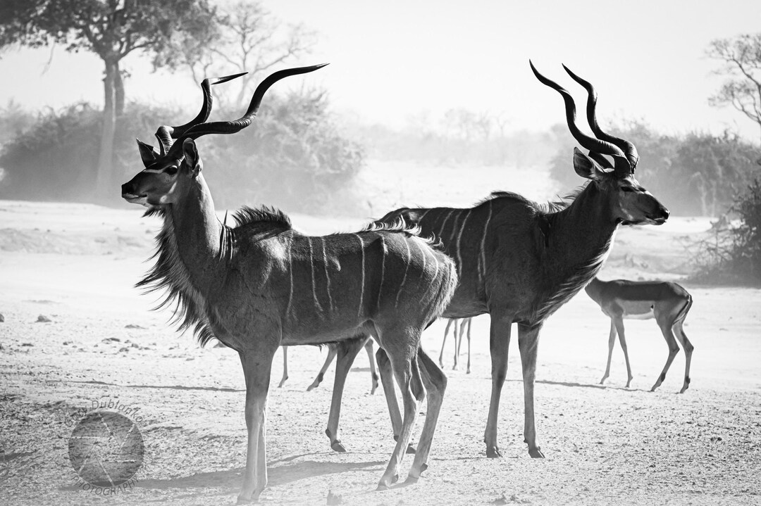 Kudu Photo Print, Black and White, Kudu Horns, African Wildlife ...
