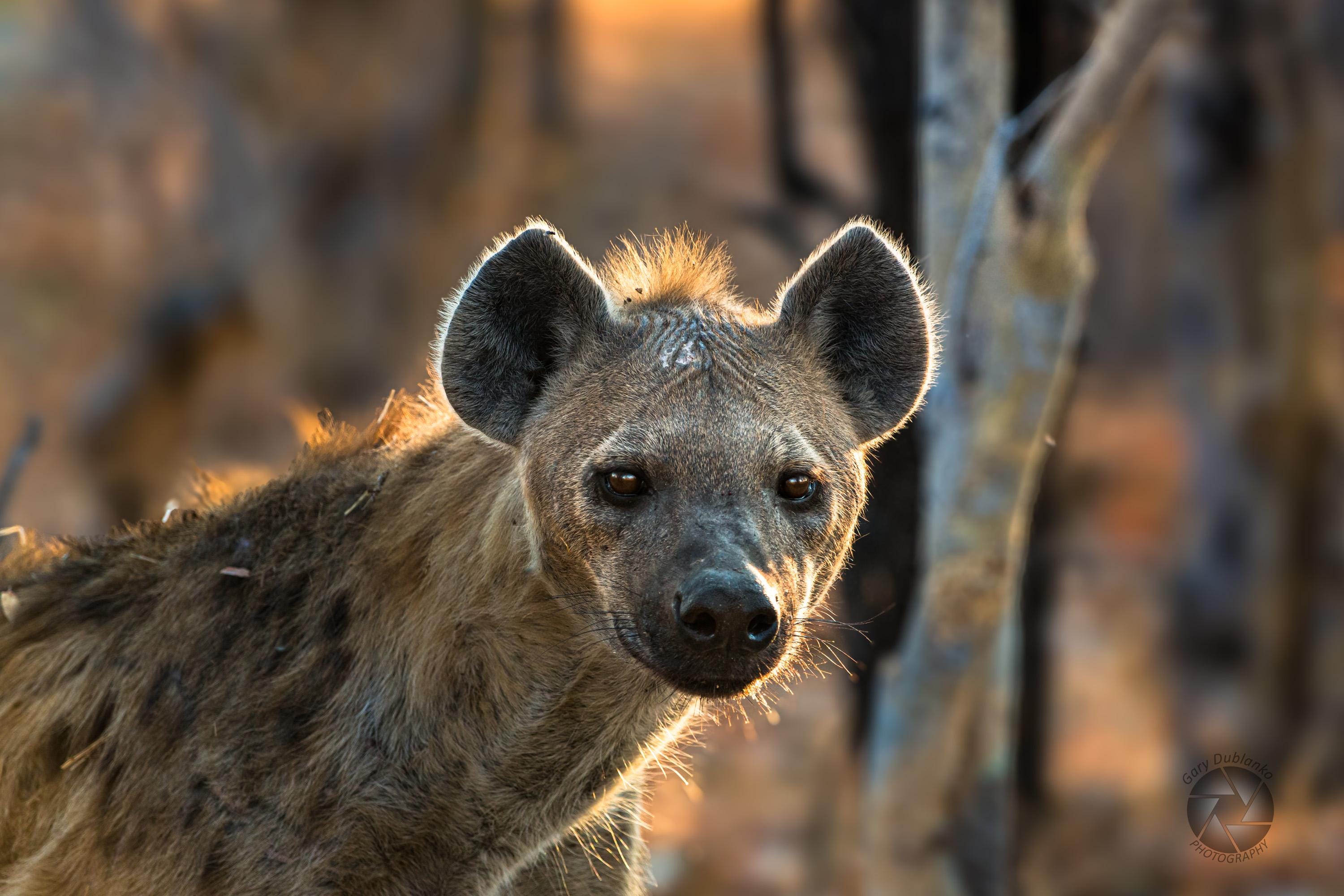 Hyena Print, Hyena Portrait, African Animal Photography, Safari Wall ...