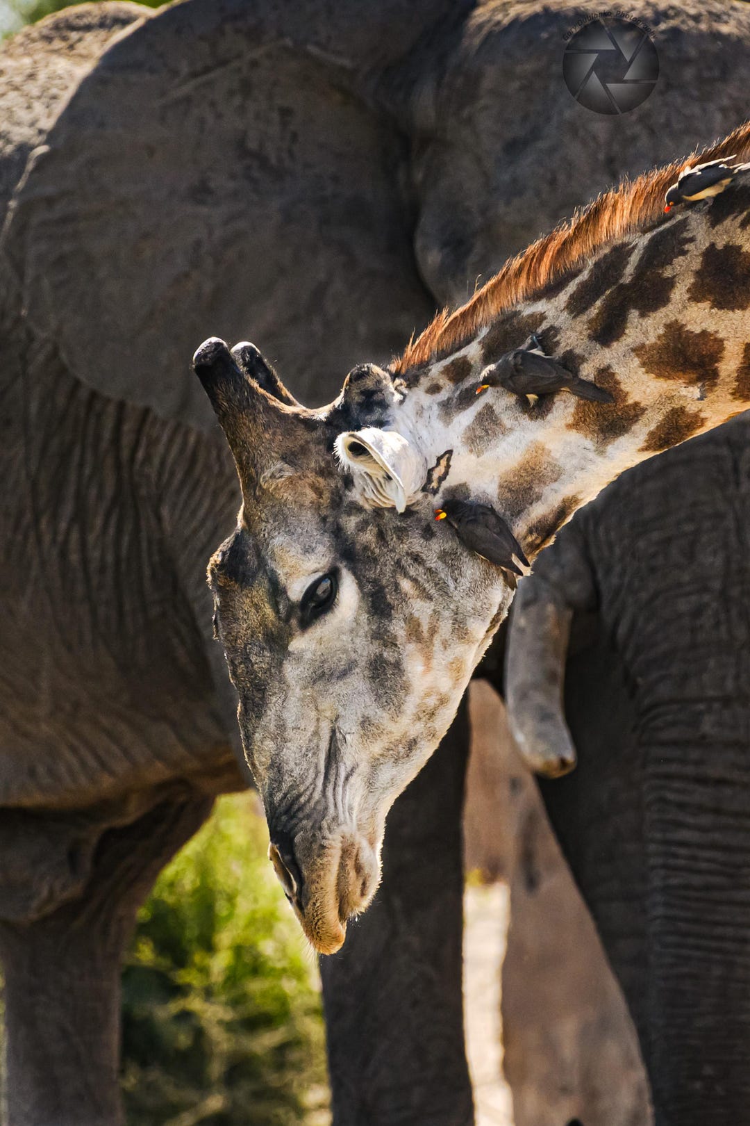 Giraffe Photography Print, African Wildlife Wall Art, Safari Animal ...