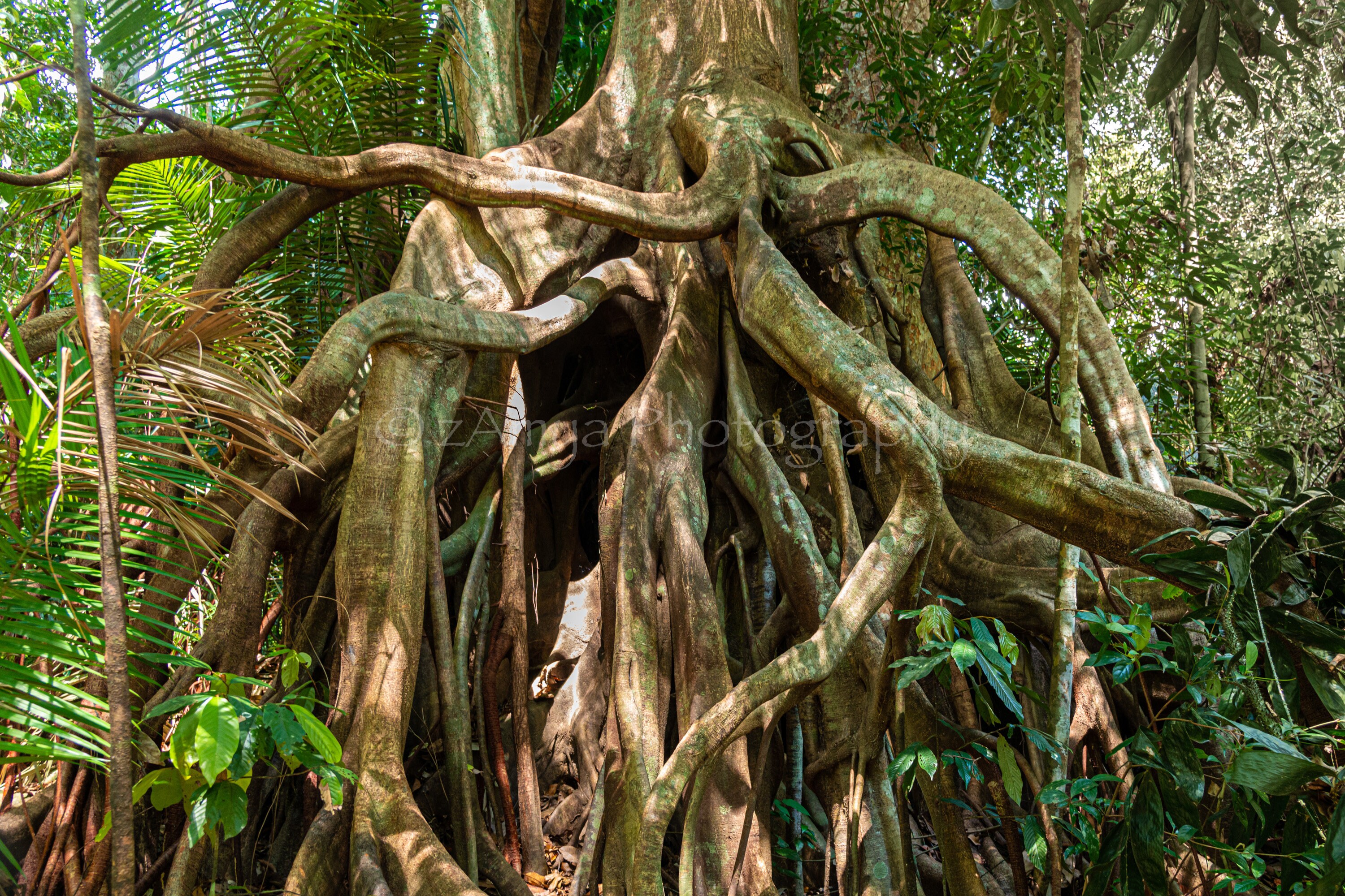 Rainforest Tree, Rainforest Wall Art, Photo Print, Gallery Wrap Canvas ...