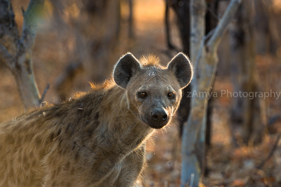 Hyena Portrait, African Animal Photography, Photo Print, Gallery Wrap ...