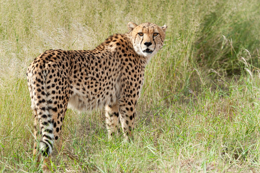 Namibian Cheetah Photography Print, African Wildlife Wall Art - Etsy