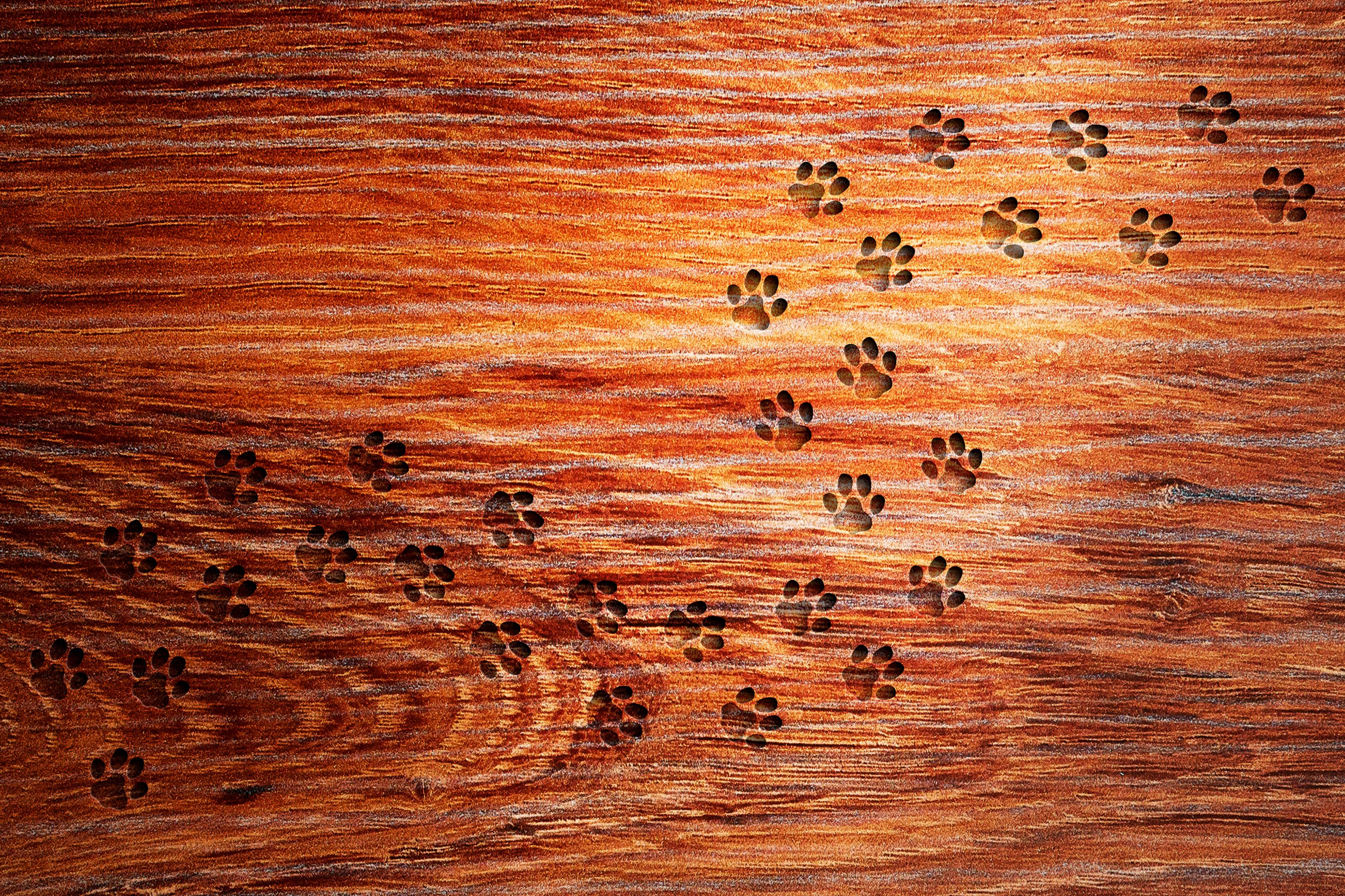 Cat Paw Print Path SVG: Pet Footprint Cut File - Etsy