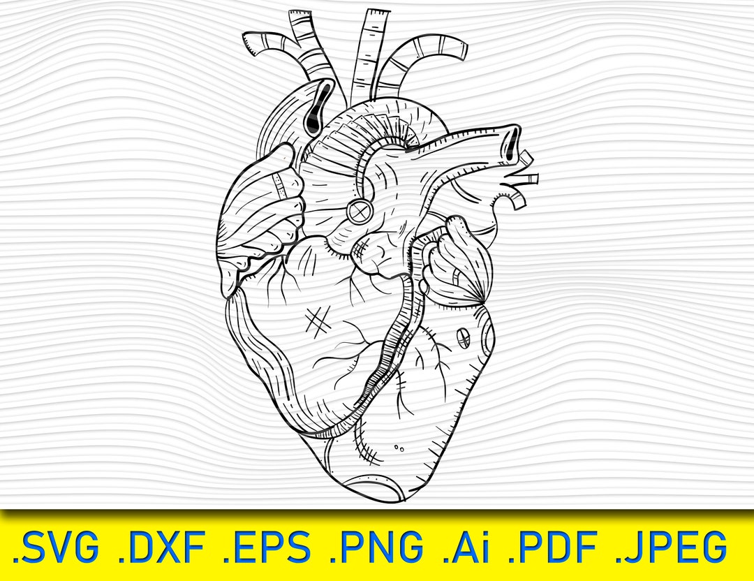 Anatomical Heart Svg, Heart Svg, Human Heart Clip Art Decal, Heart ...