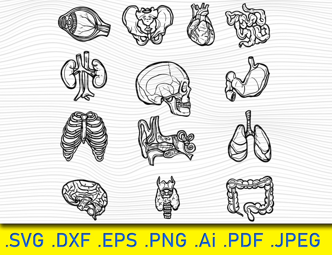 Organs Icons, Organs SVG, Human Organs, Icon Design, Icon Set, Icon ...