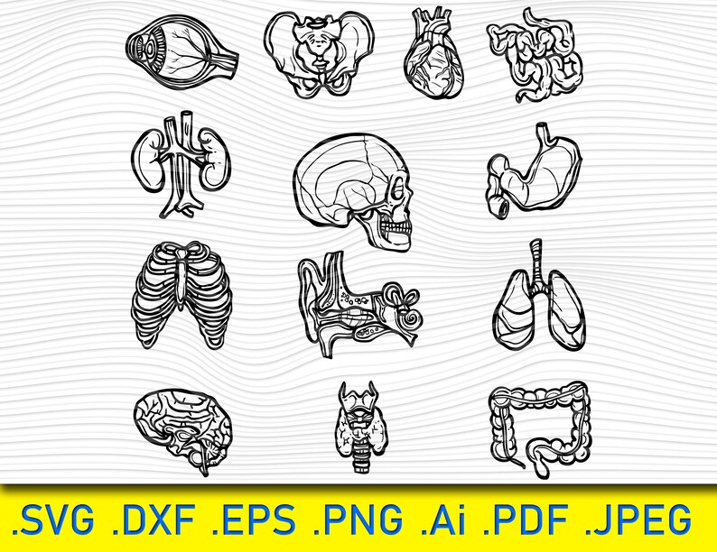Organs Icons Organs SVG Human Organs Icon Design Icon Set | Etsy