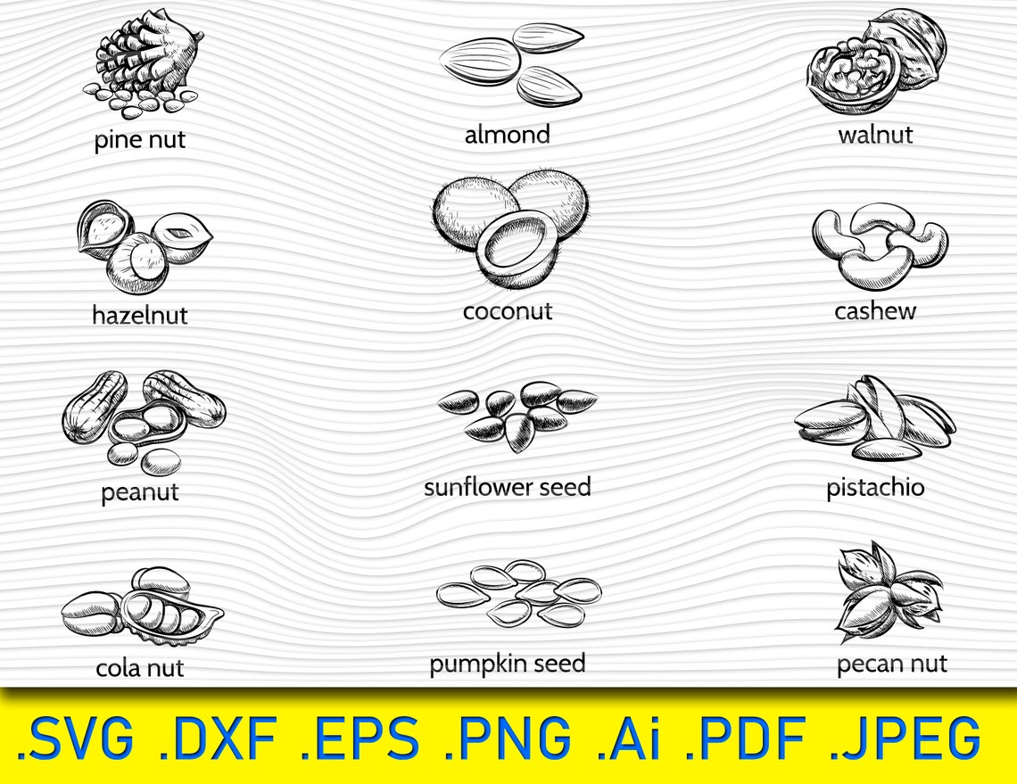 24 Natural Organic Nuts Elements Collectionnut Svg Bundle - Etsy
